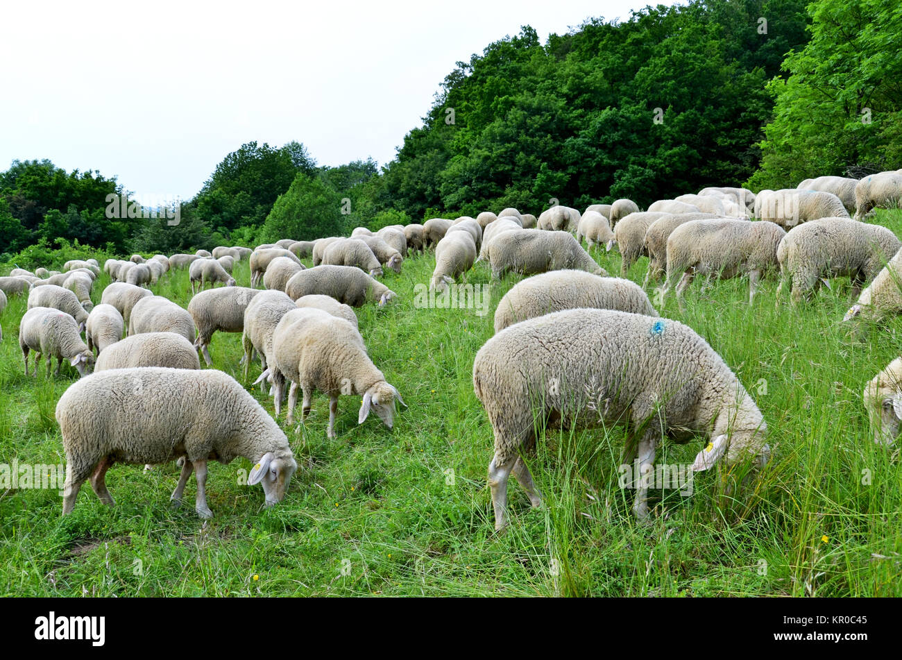 flock of sheep Stock Photo - Alamy
