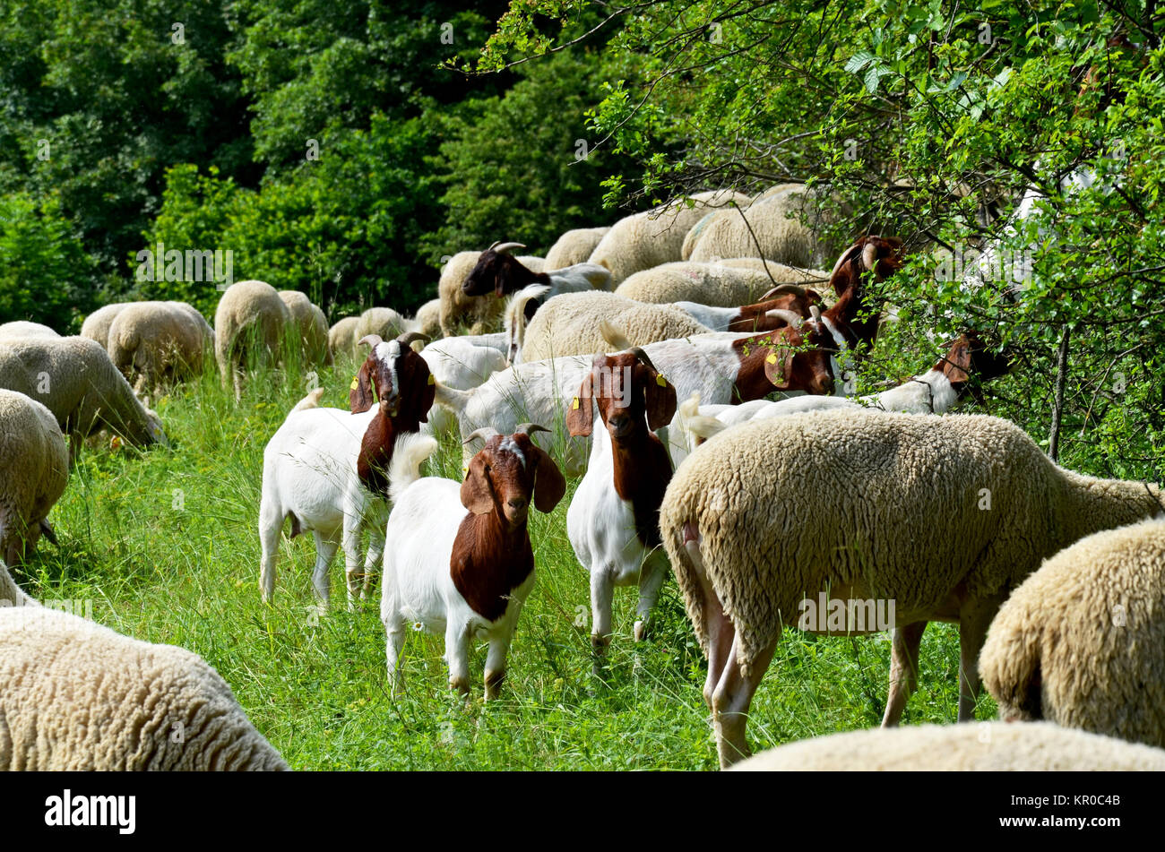 goat in a flock of sheep Stock Photo - Alamy