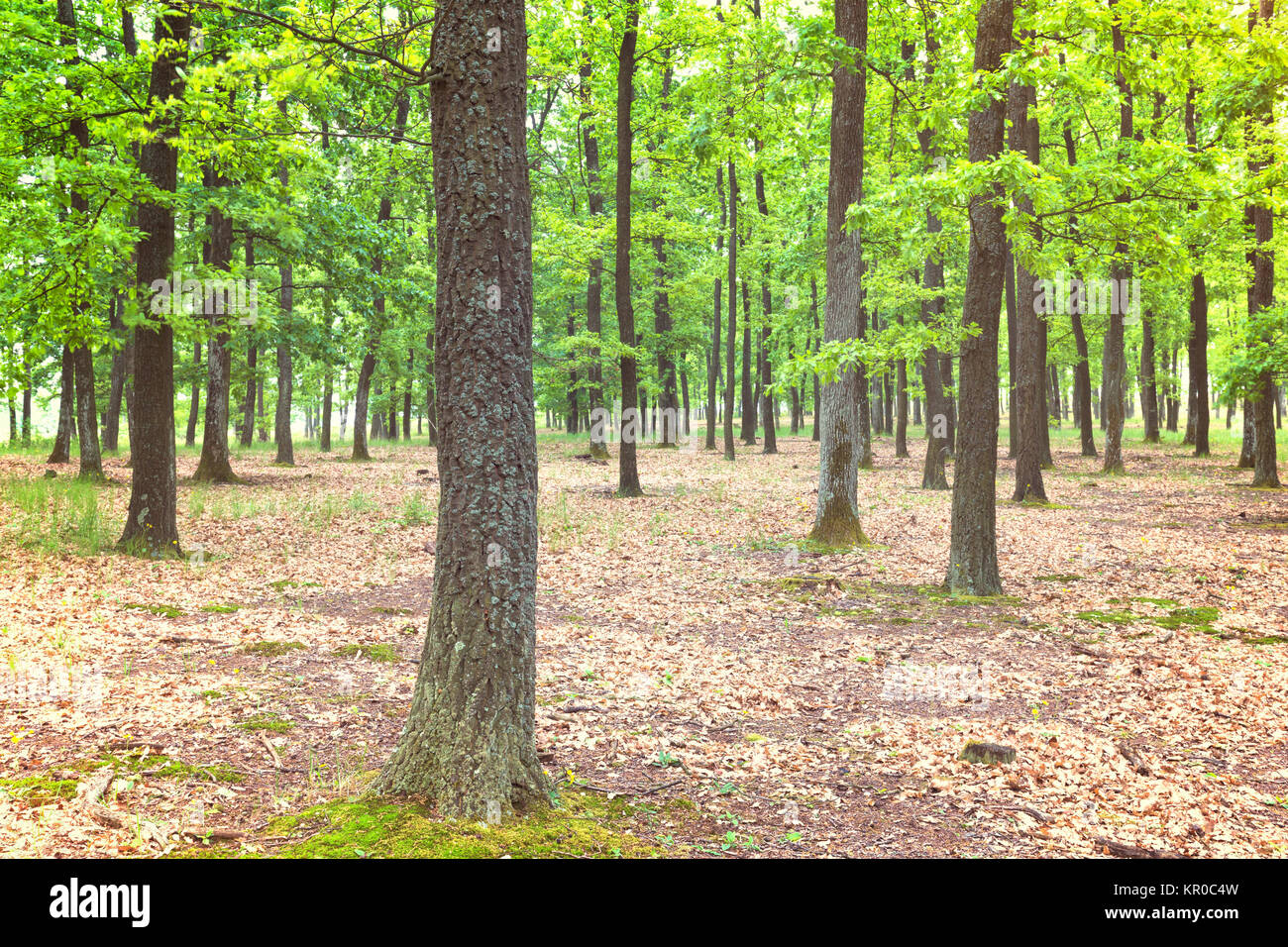Green forest with oak trees Stock Photo - Alamy