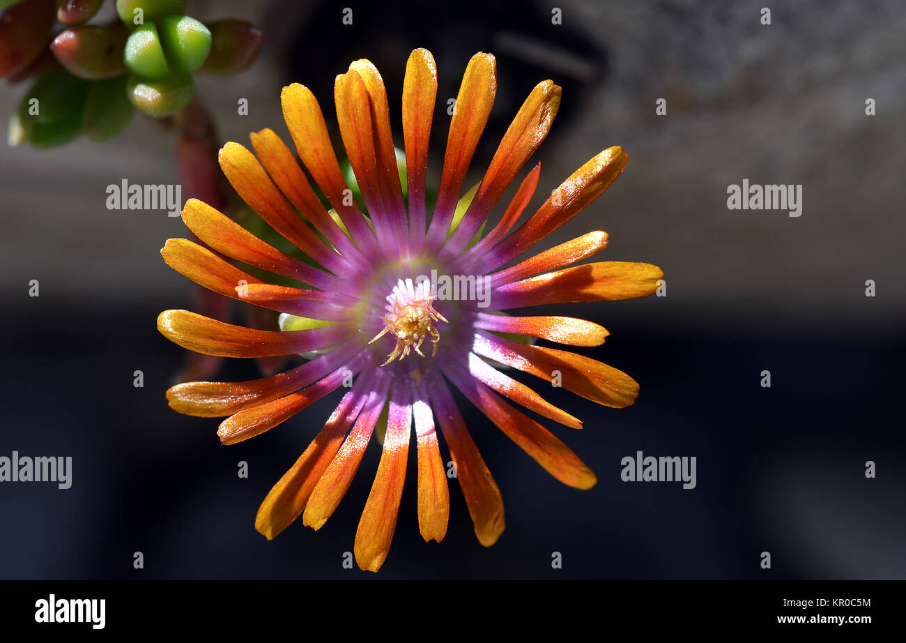 Winterharte mittagsblume hi-res stock photography and images - Alamy