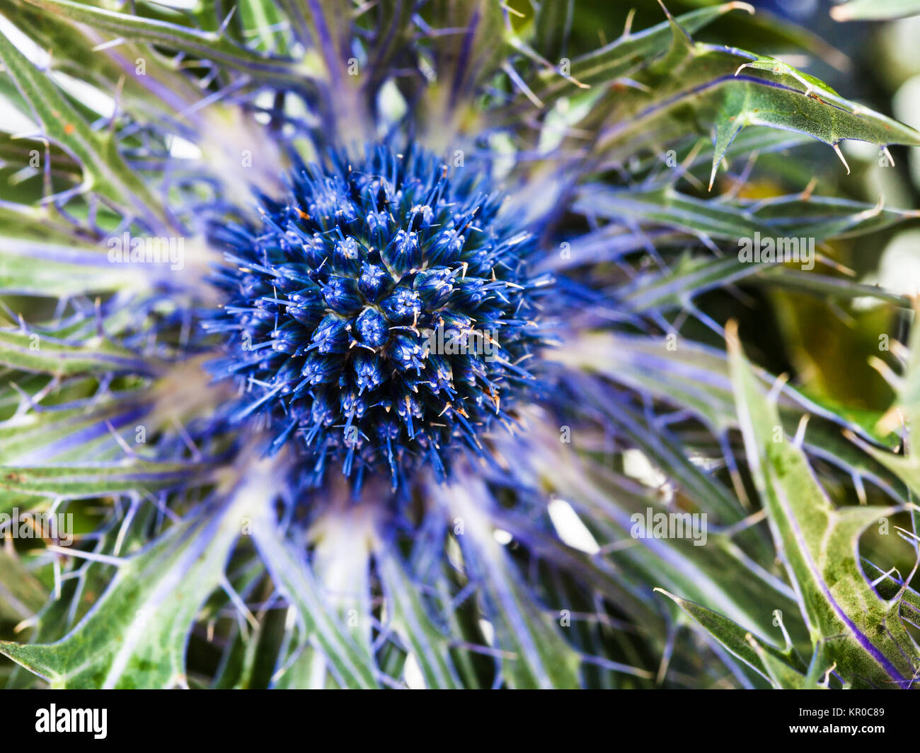 blue Thistle (eryngium) flower close up Stock Photo - Alamy