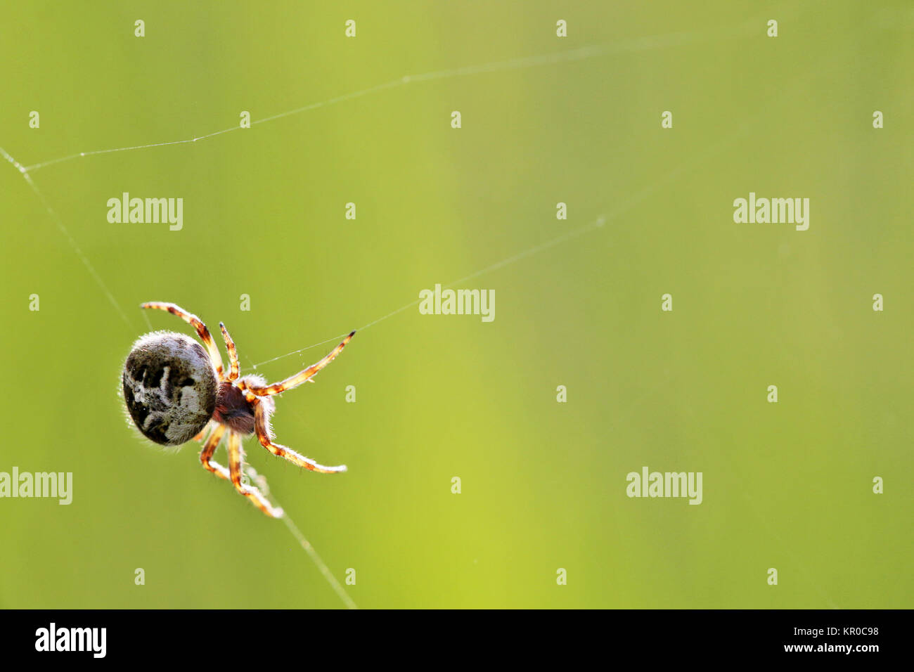 oak leaf spider Stock Photo - Alamy
