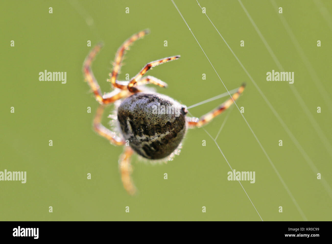 oak leaf spider Stock Photo - Alamy