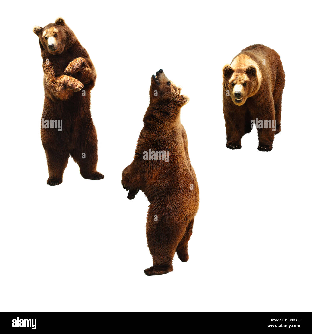 Big old bear Cut Out Stock Images & Pictures - Alamy