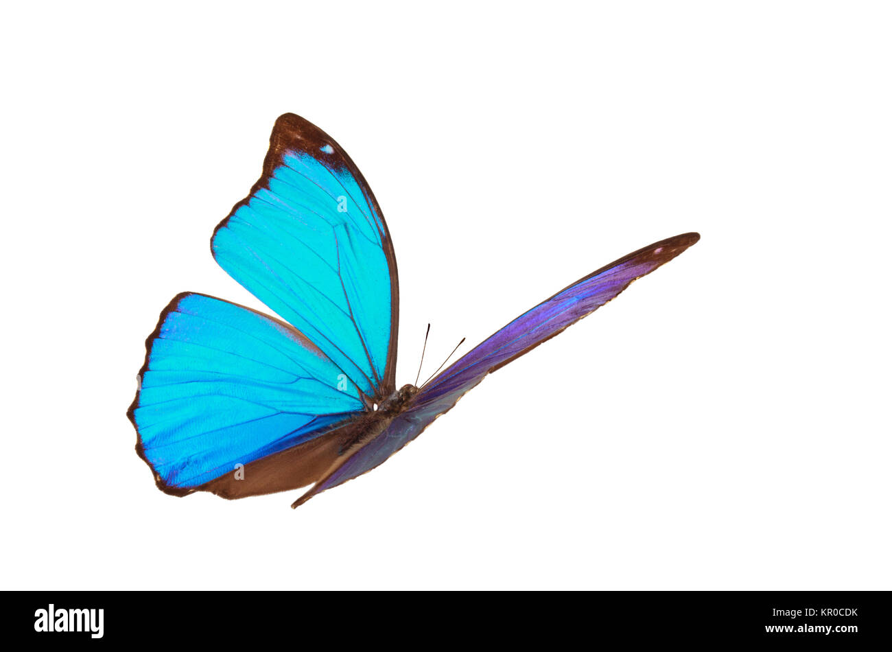 Blue tropical butterfly Stock Photo - Alamy