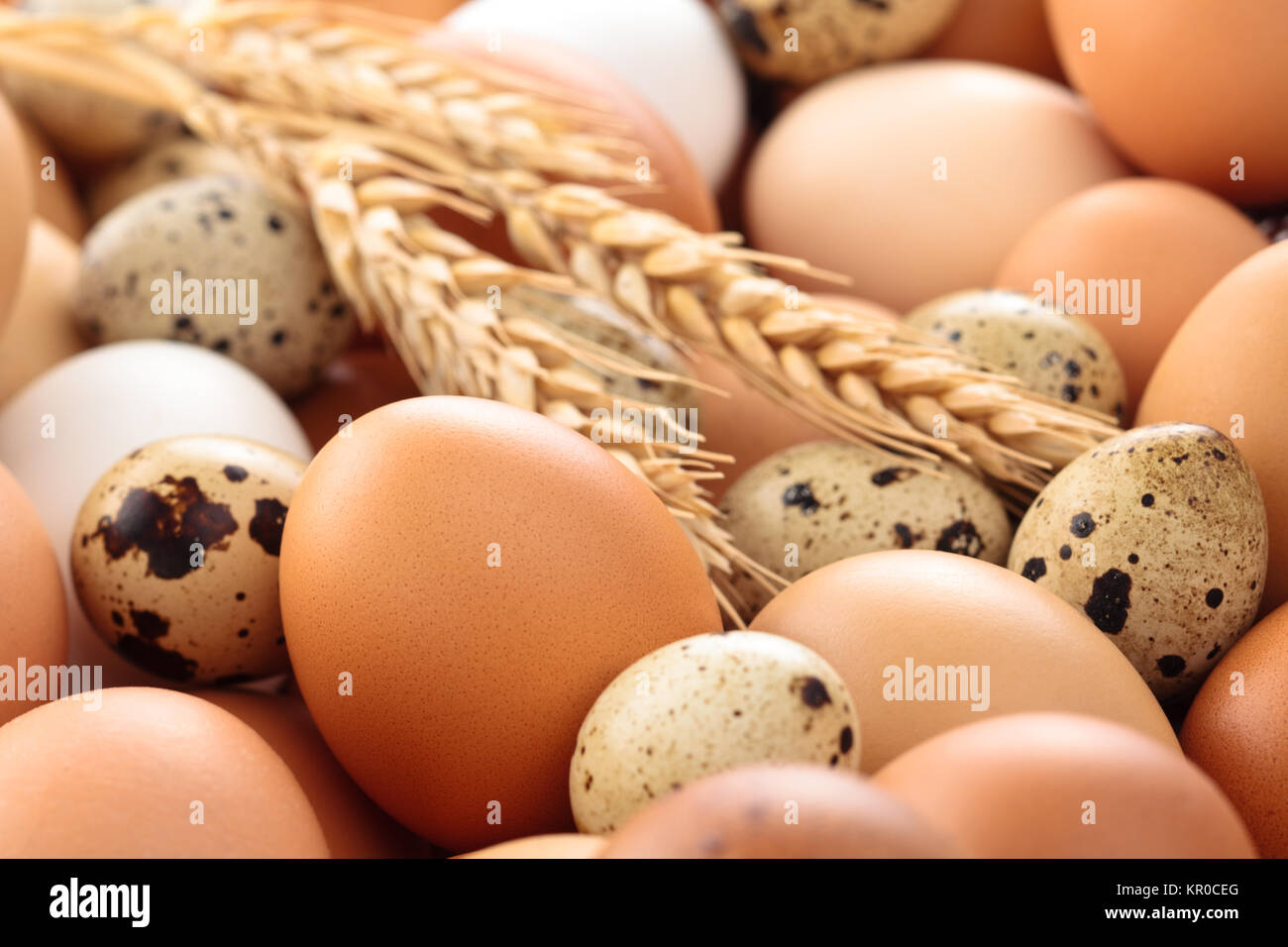 Fresh eggs background Stock Photo - Alamy