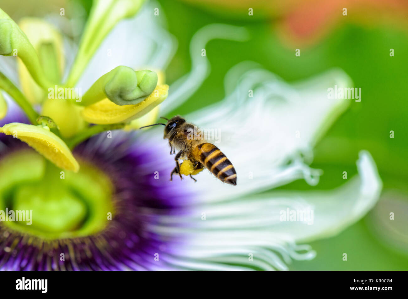 Bee flying over flowers Stock Photo - Alamy