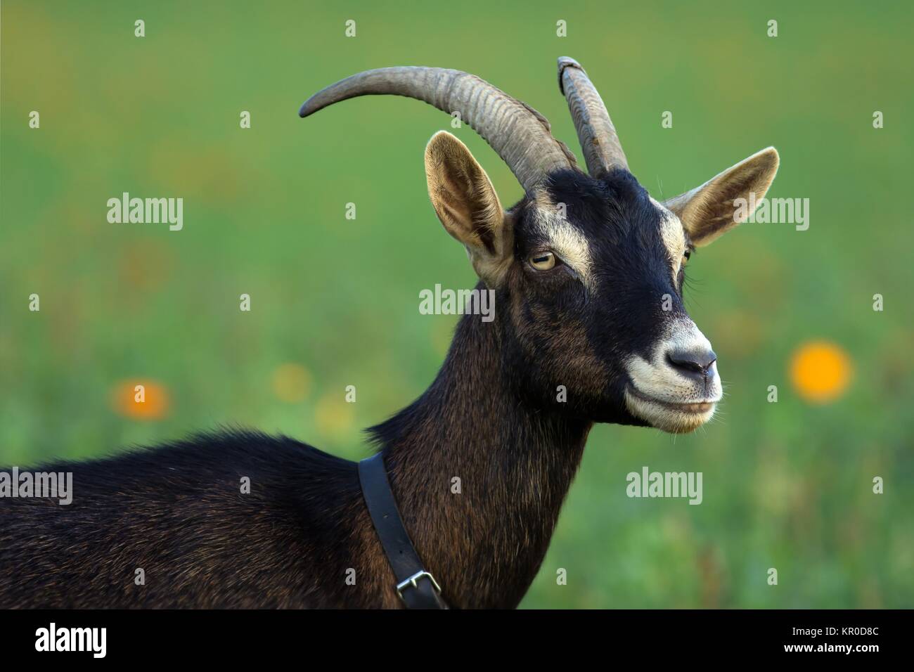 brown domestic goat in the pasture / brown goat on the meadow Stock ...
