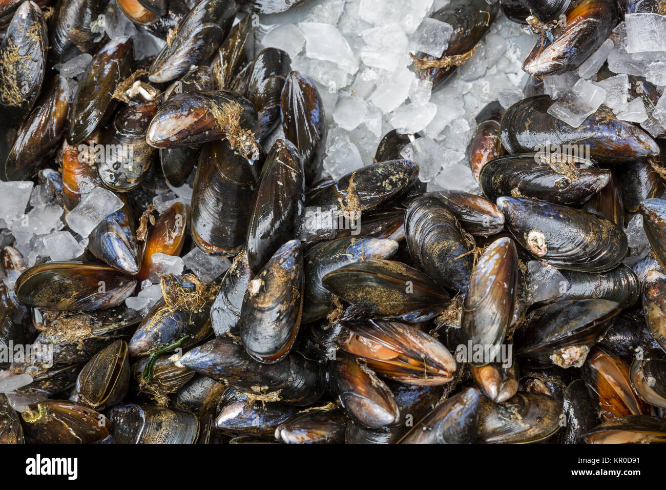 fresh mussels on ice Stock Photo - Alamy