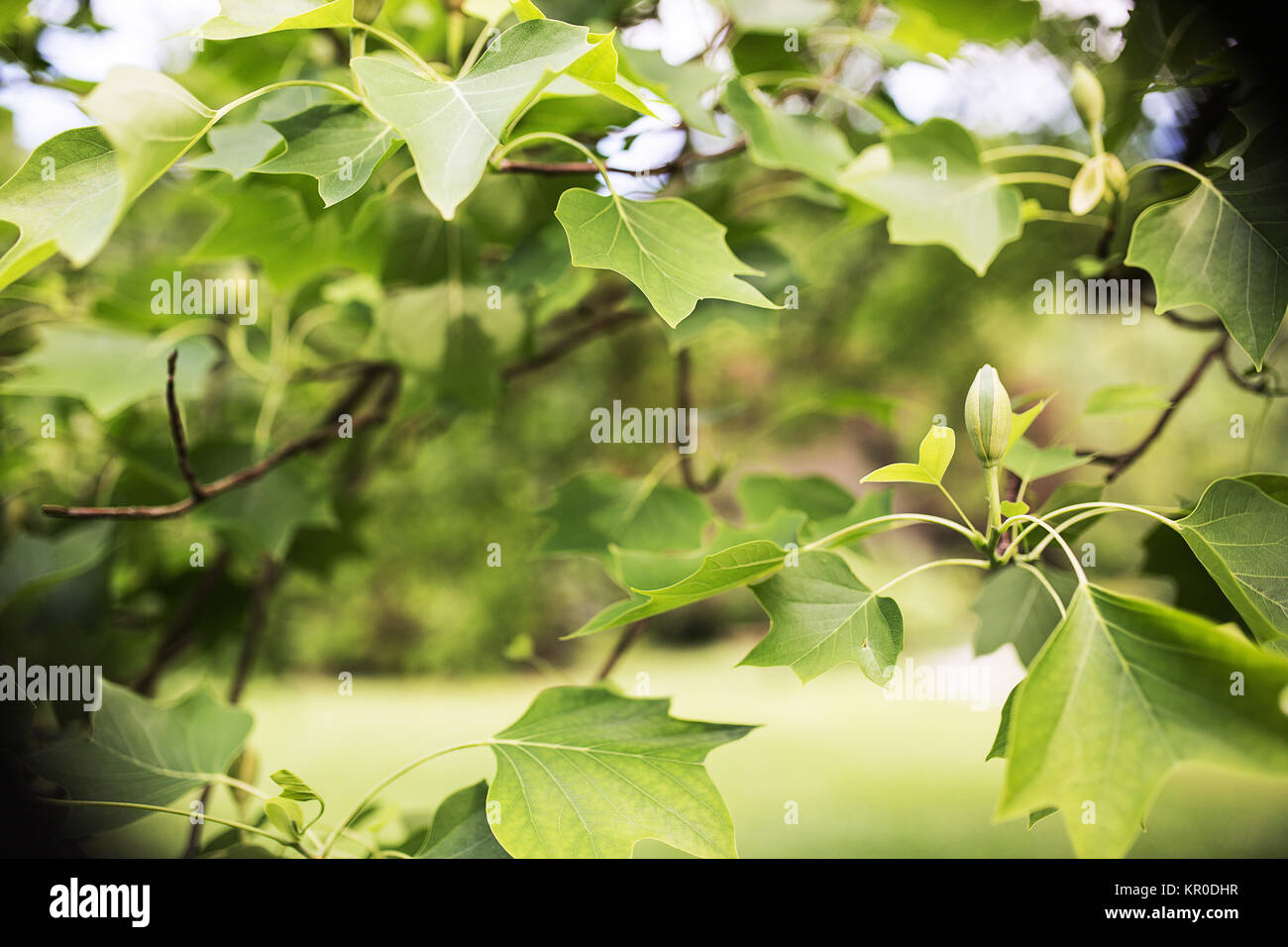 Green tree leaves in sunshine, natural background Stock Photo - Alamy