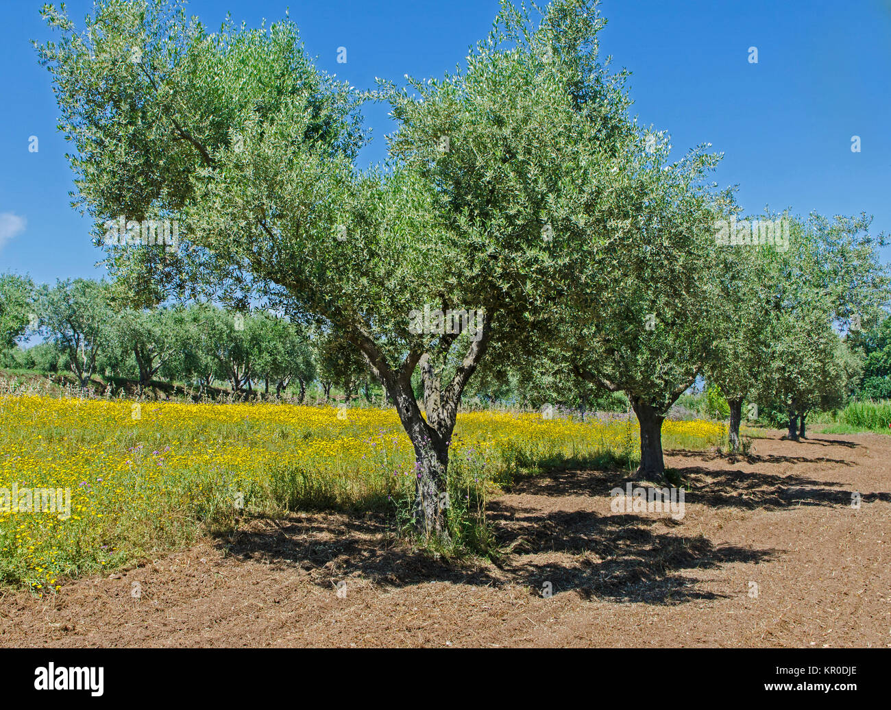 Olive Tree Calabria Italy High Resolution Stock Photography and Images ...