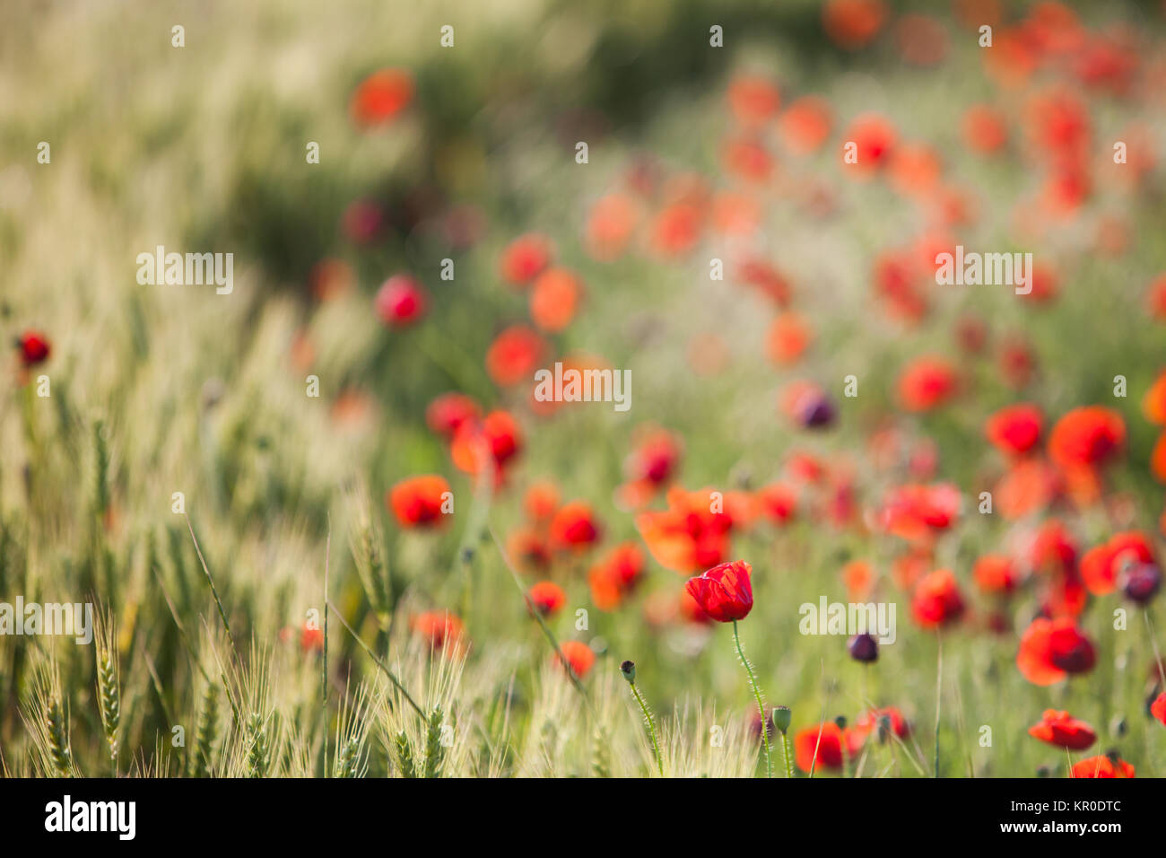 Poppy flower field Stock Photo - Alamy