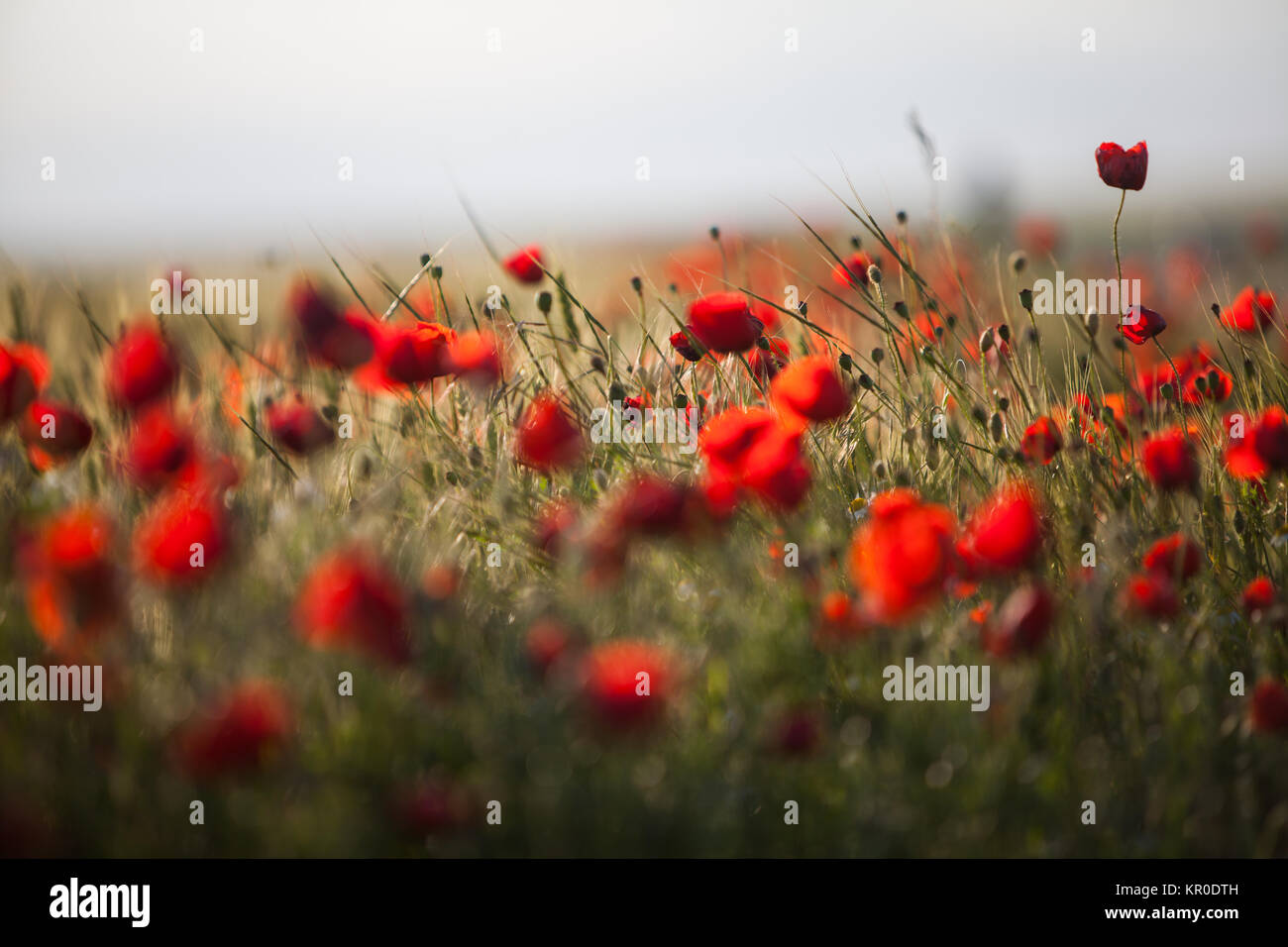 Poppy flower field Stock Photo - Alamy