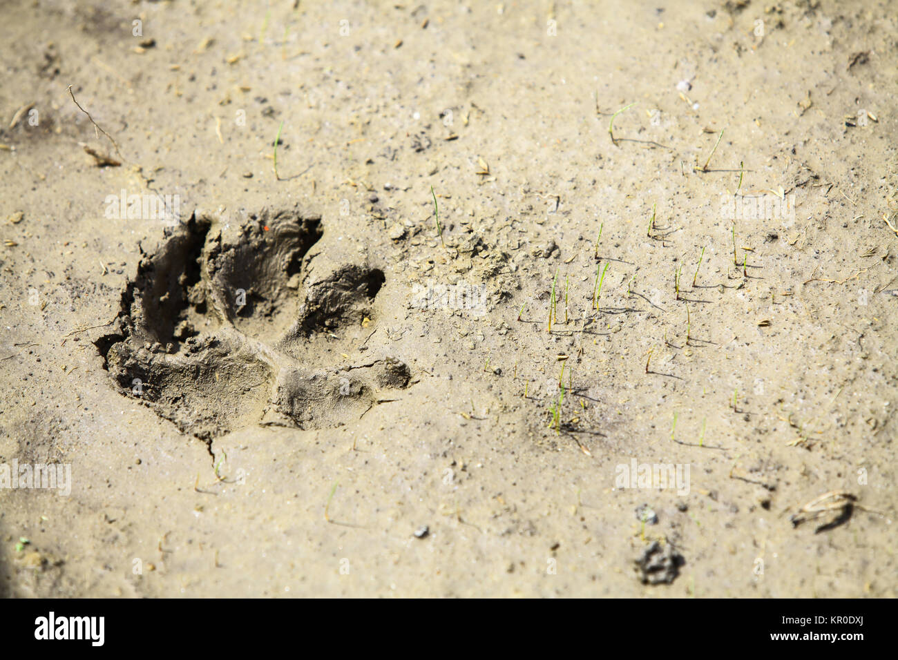 Dog paw imprint Stock Photo - Alamy