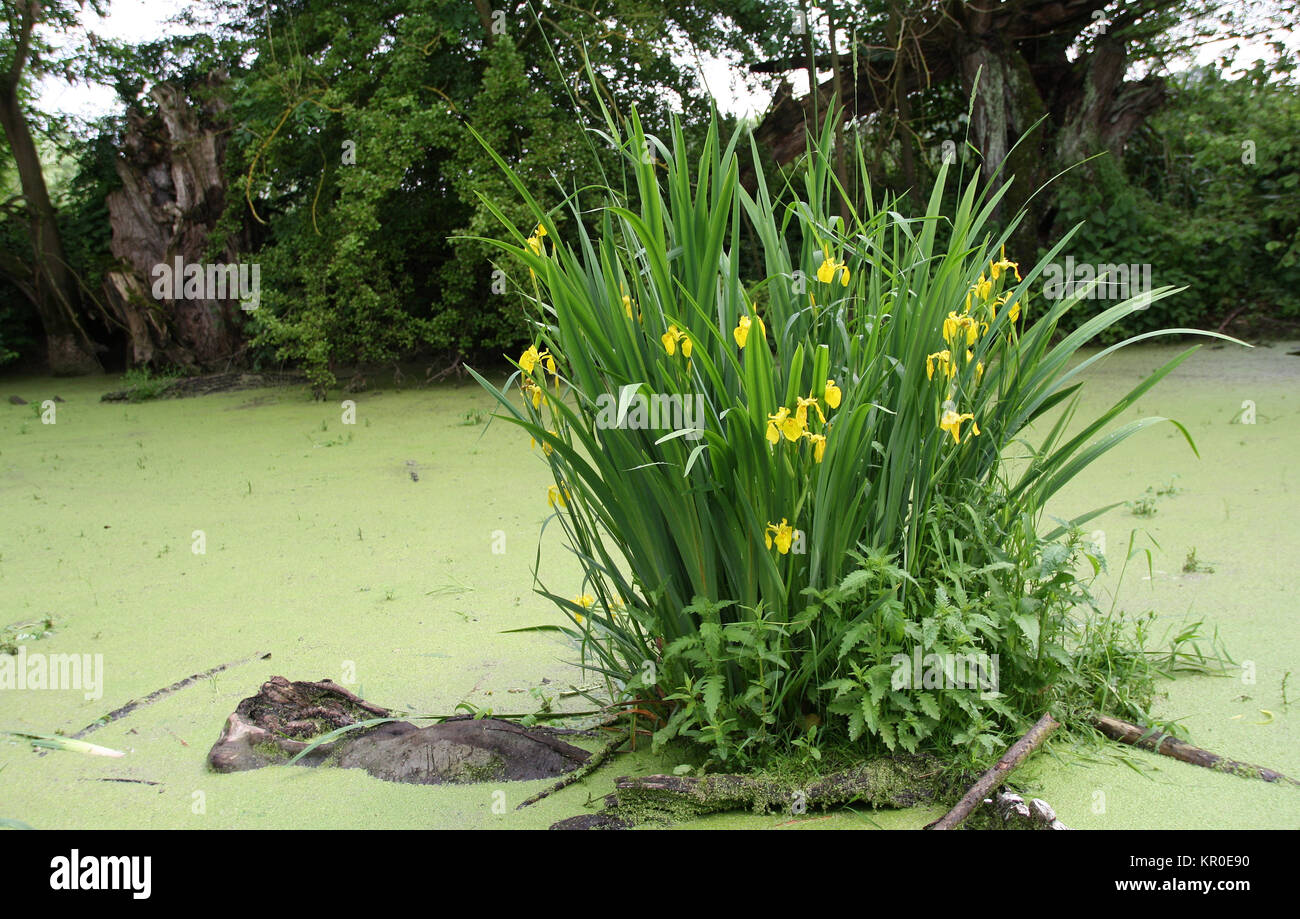 Iris river hi-res stock photography and images - Alamy