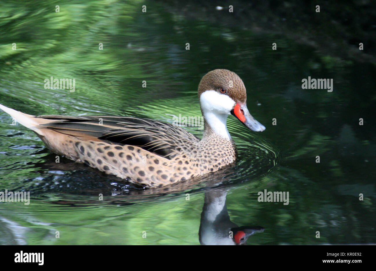 Anas bahamaniensis hi-res stock photography and images - Alamy