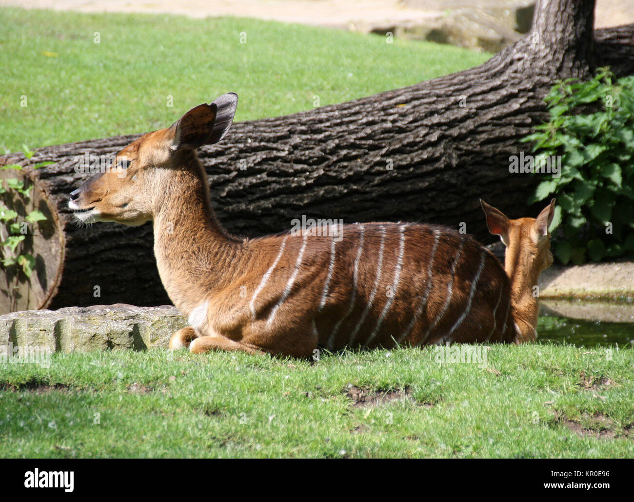 Antelope animal stripes hi-res stock photography and images - Alamy