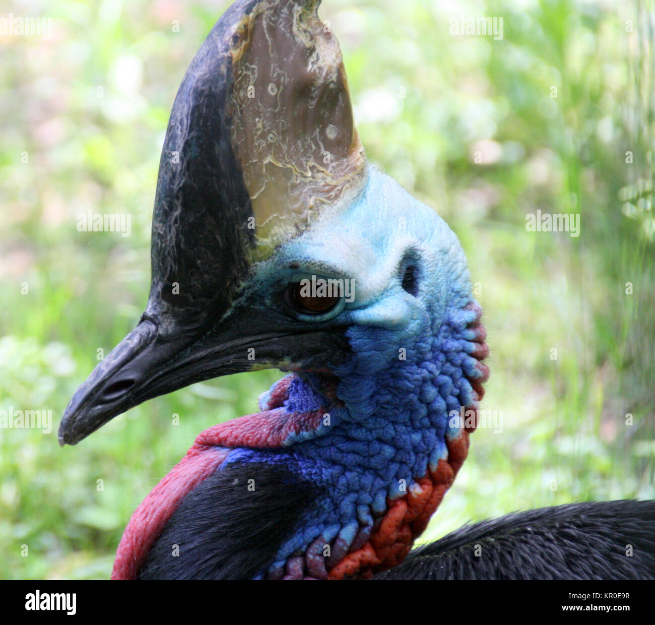 Cursorial foot hi-res stock photography and images - Alamy