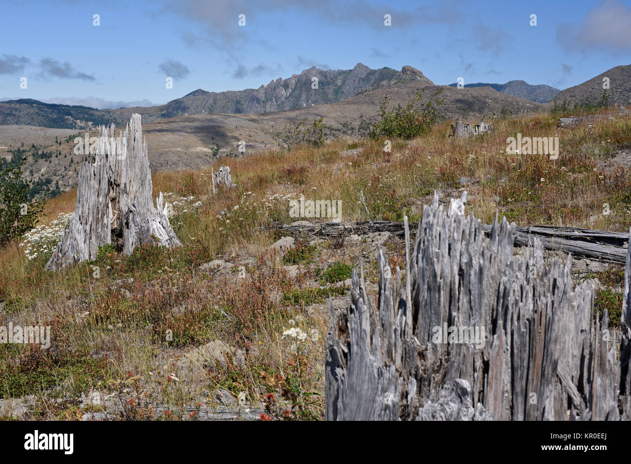 Mount St. Helens volcano in Washington State, USA Stock Photo - Alamy