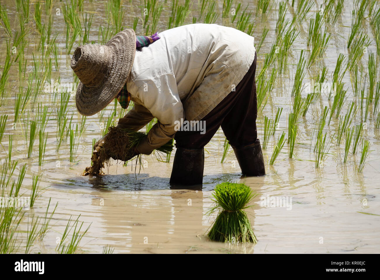 Planting rice seedling hi-res stock photography and images - Alamy