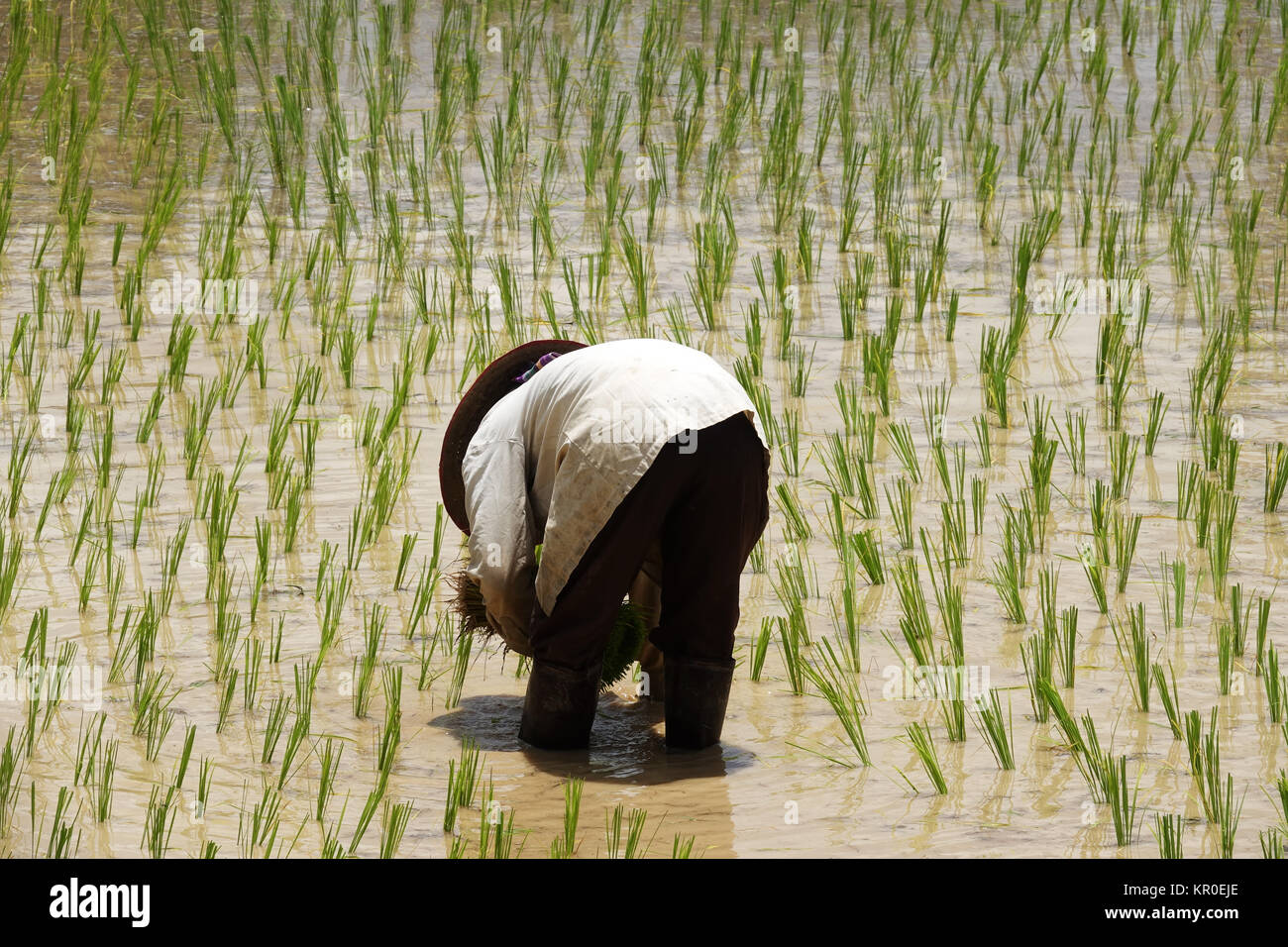 Planting rice seedling hi-res stock photography and images - Alamy