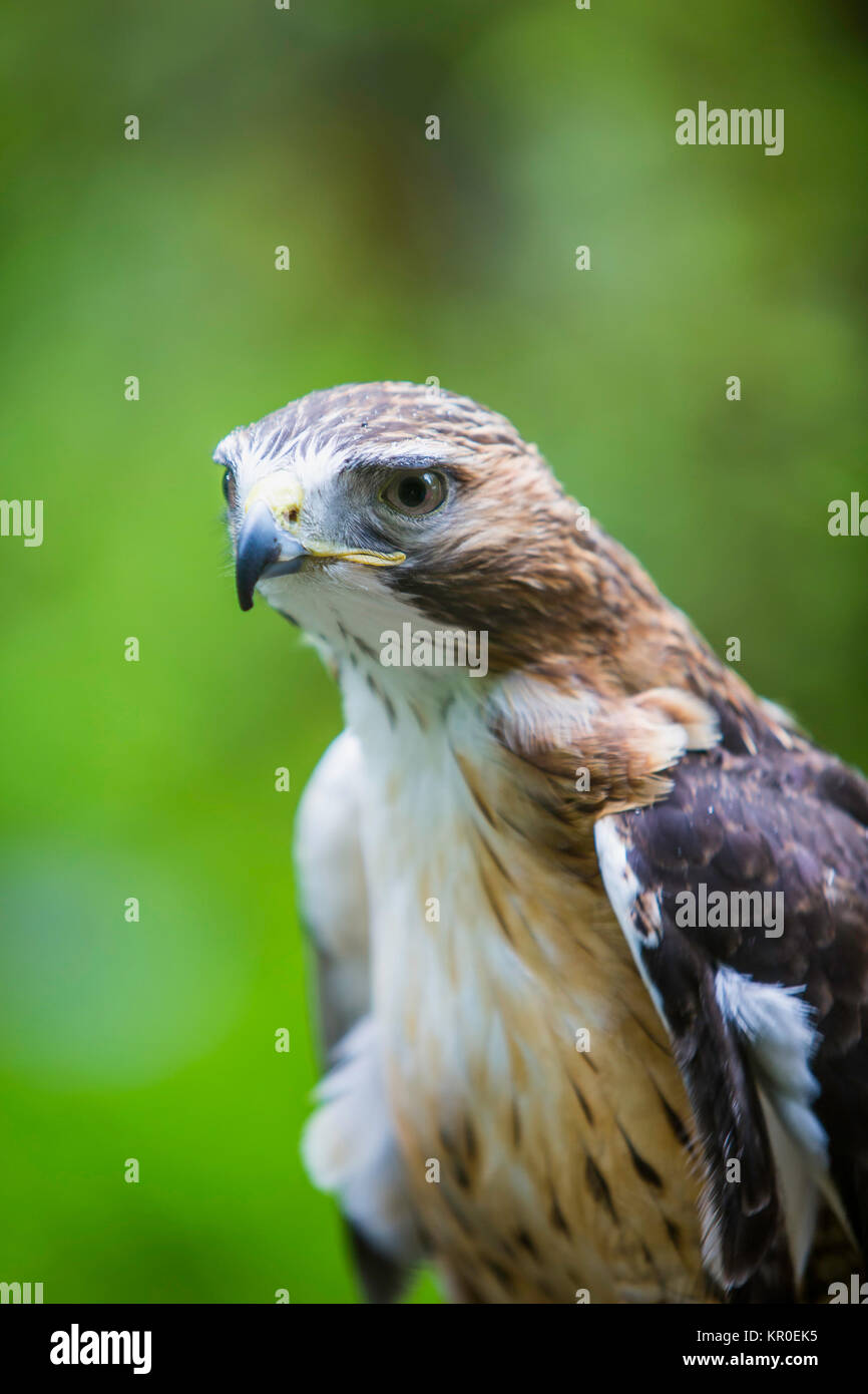Red Tailed Hawk Close Up Stock Photo - Alamy