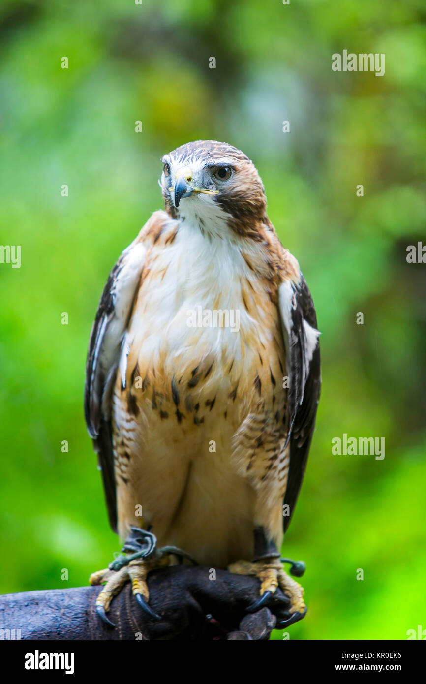 Red Tailed Hawk on Hand of Falconer Stock Photo - Alamy