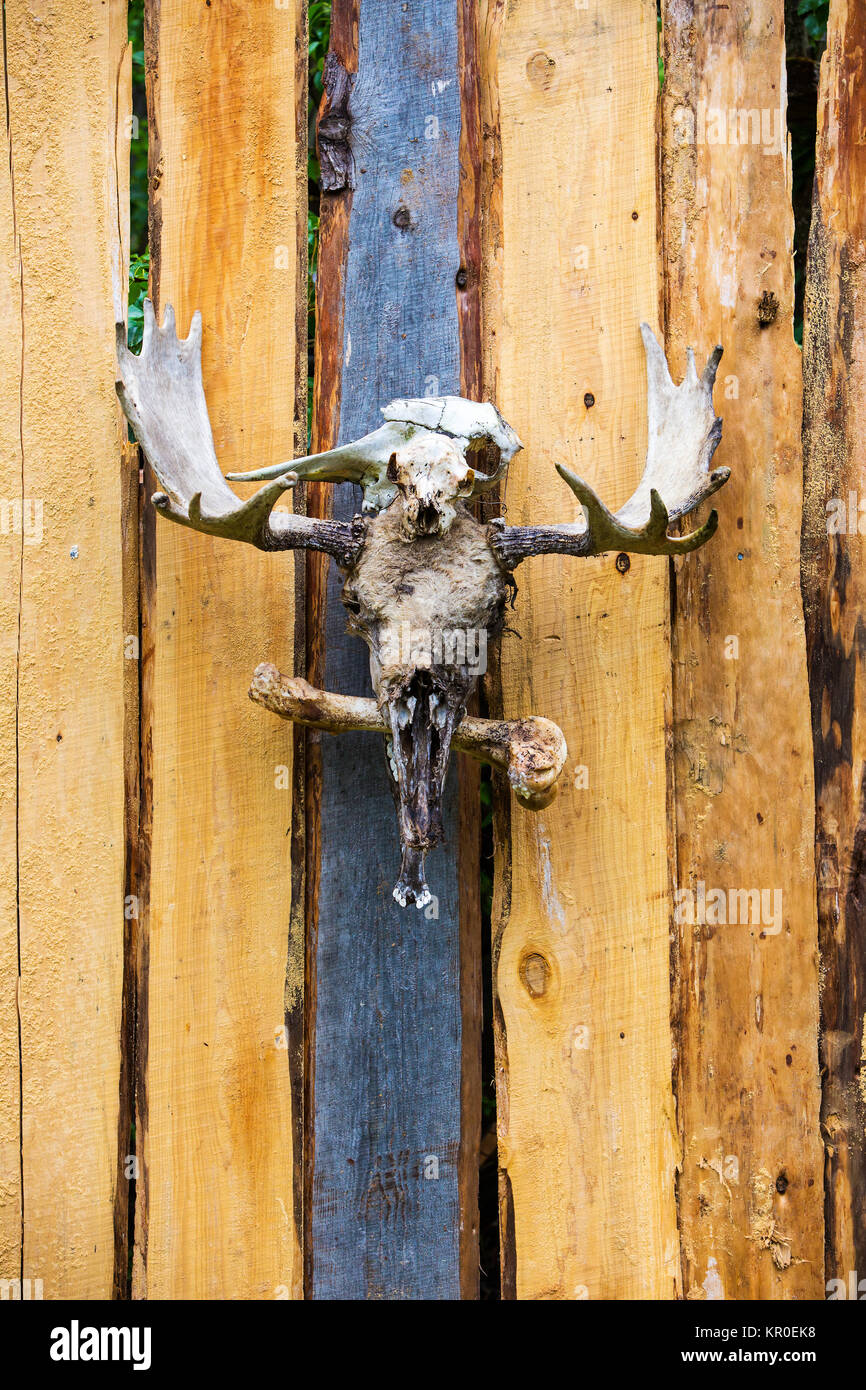 Moose Skulls on Plank Fence Stock Photo - Alamy