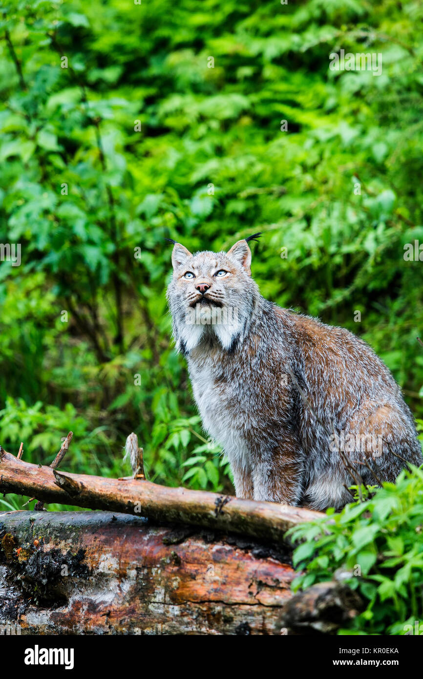 Canadian Lynx Looking Up Stock Photo - Alamy