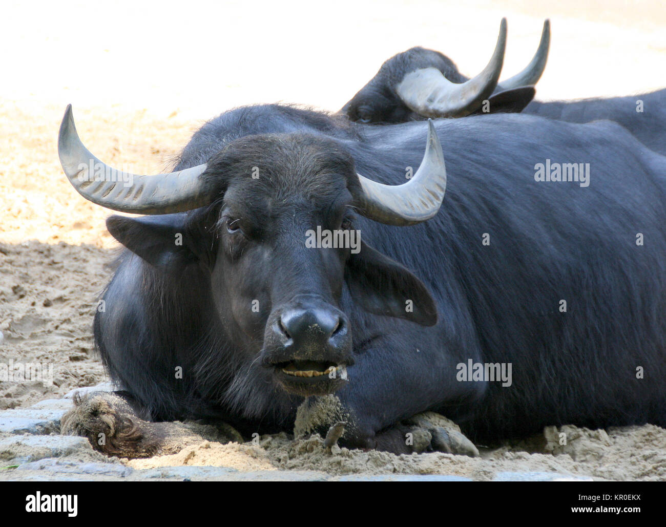 Babulus arnee hi-res stock photography and images - Alamy