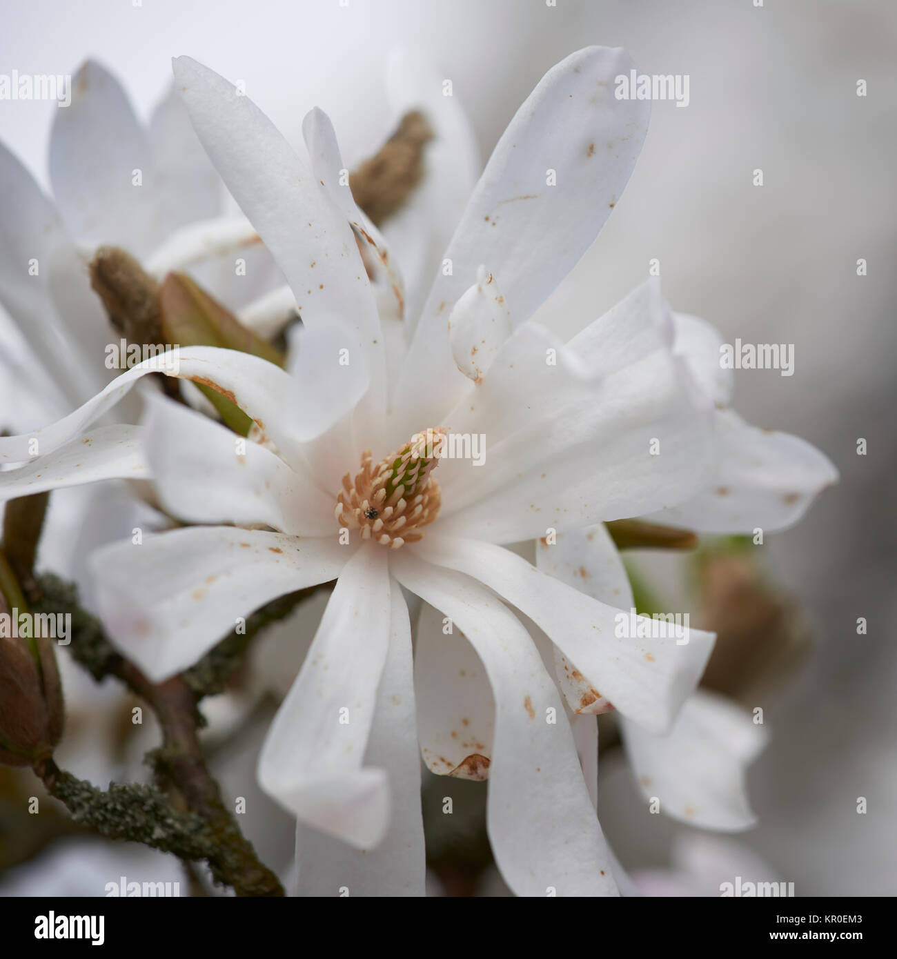 Pale yellow magnolia hi-res stock photography and images - Alamy
