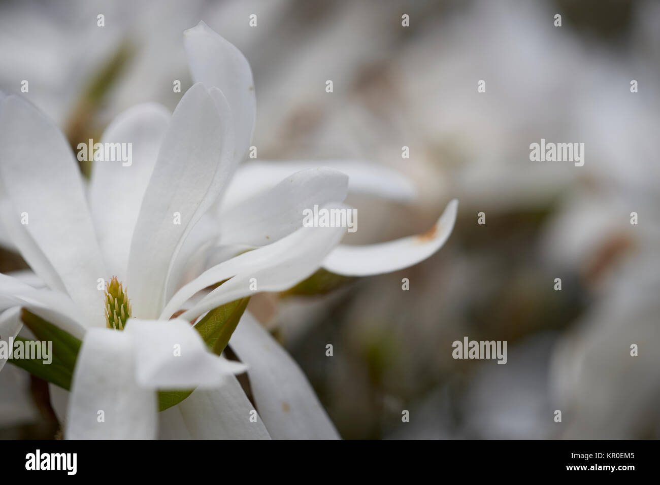 Pale yellow magnolia hi-res stock photography and images - Alamy