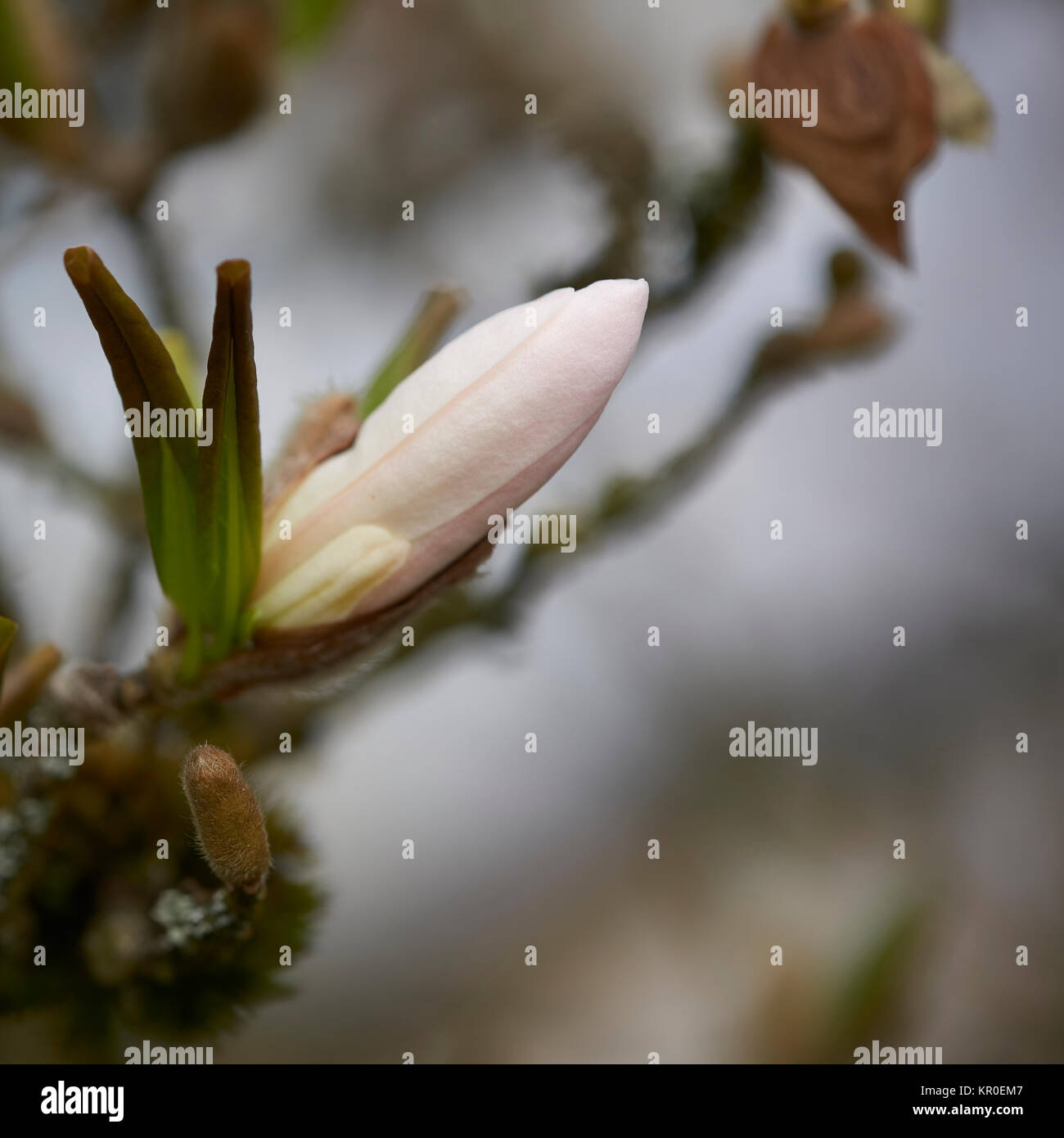 Pale yellow magnolia hi-res stock photography and images - Alamy