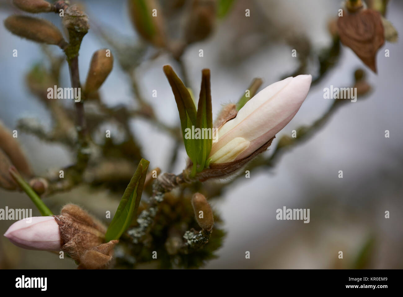 Pale yellow magnolia hi-res stock photography and images - Alamy