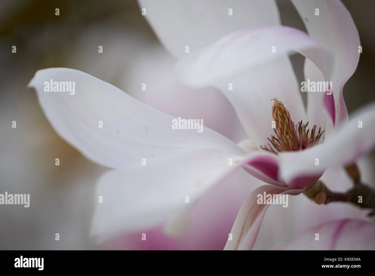 Pale yellow magnolia hi-res stock photography and images - Alamy