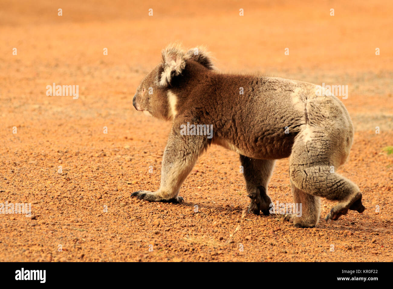 Koala walking hi-res stock photography and images - Alamy