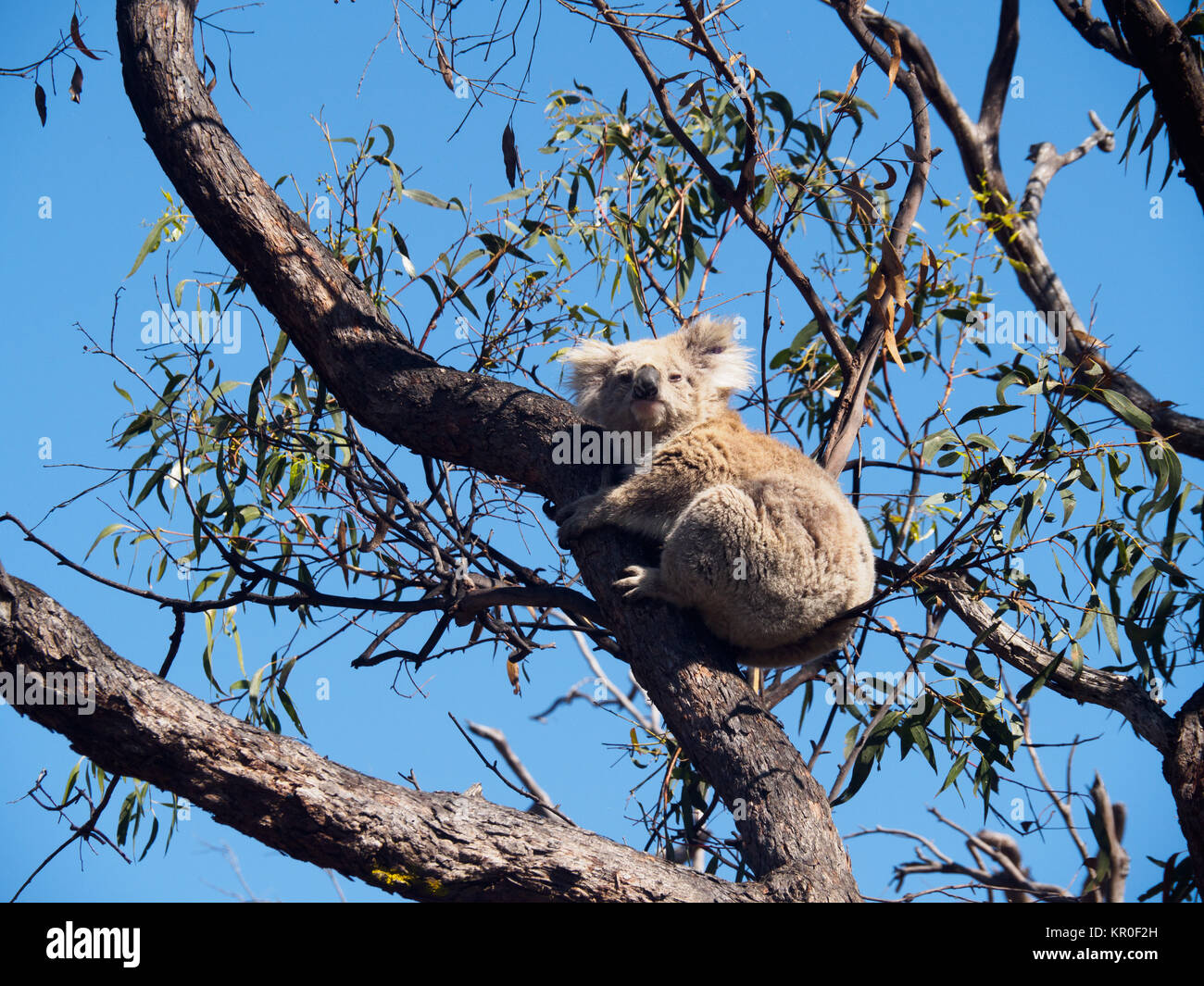 Koala in tree Stock Photo - Alamy