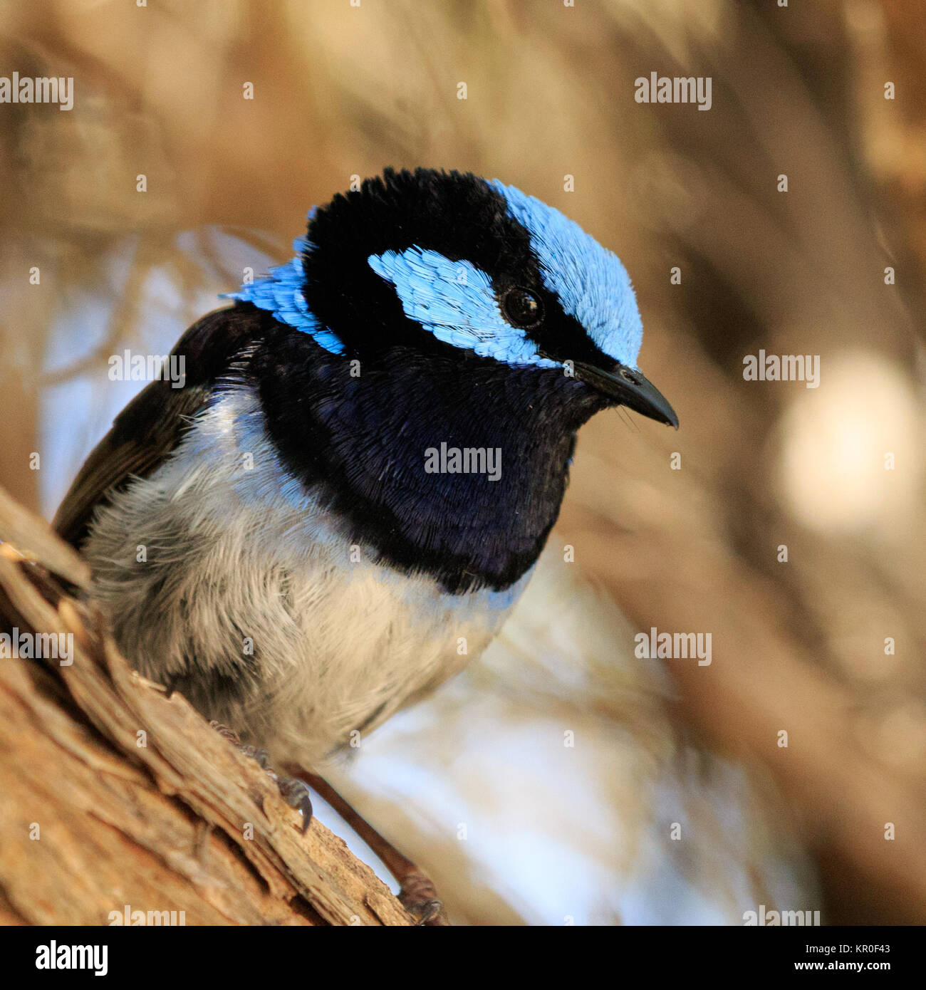 Superb Fairy Wren, Malurus Cyaneus Stock Photo - Alamy