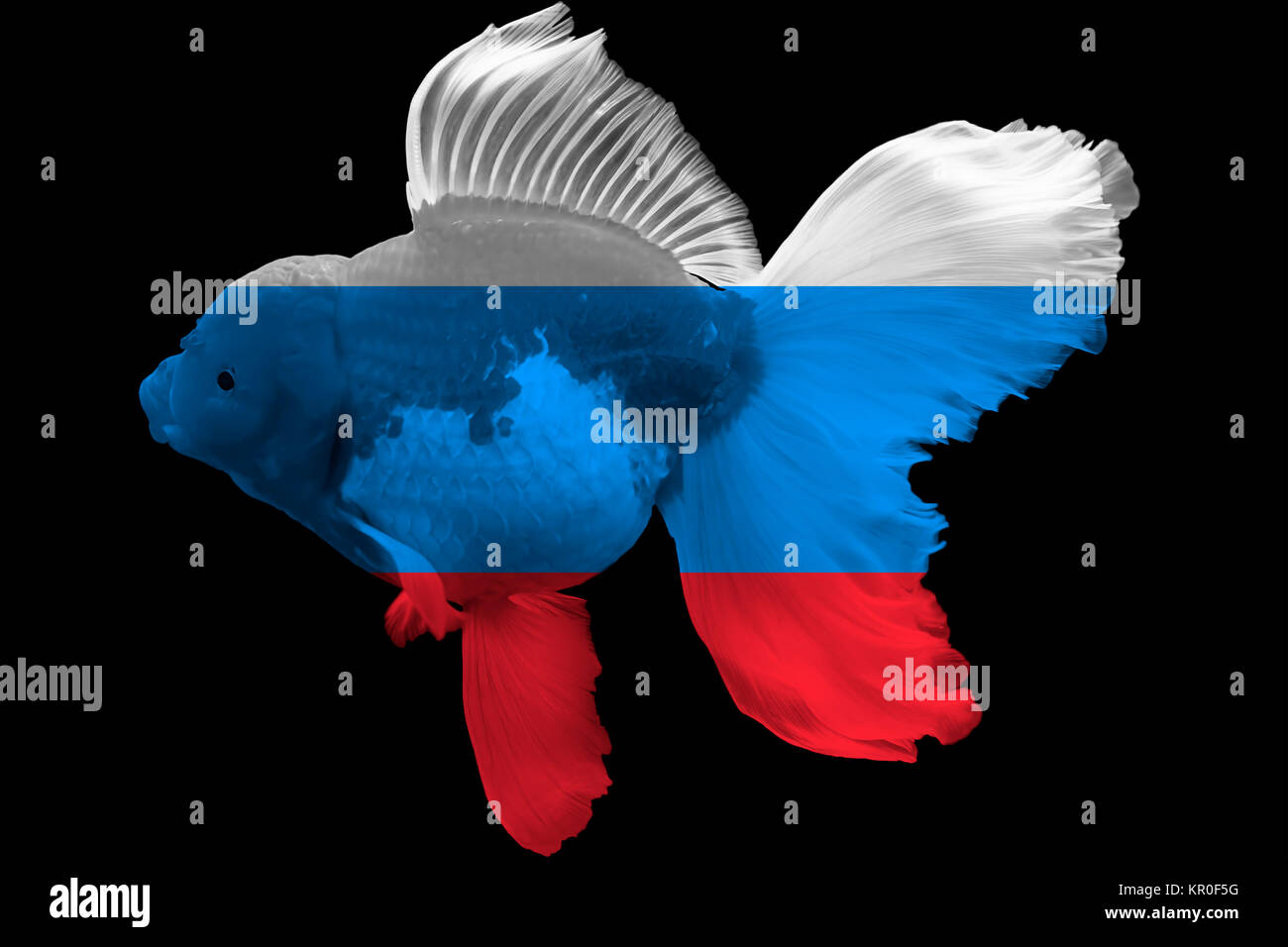 Flag of Russia on goldfish Stock Photo - Alamy