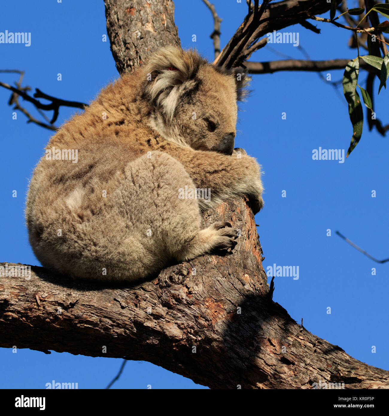 Koala Raymond island Victoria Australia Stock Photo - Alamy