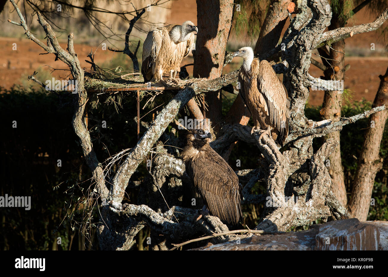 Vultures captivity hi-res stock photography and images - Alamy