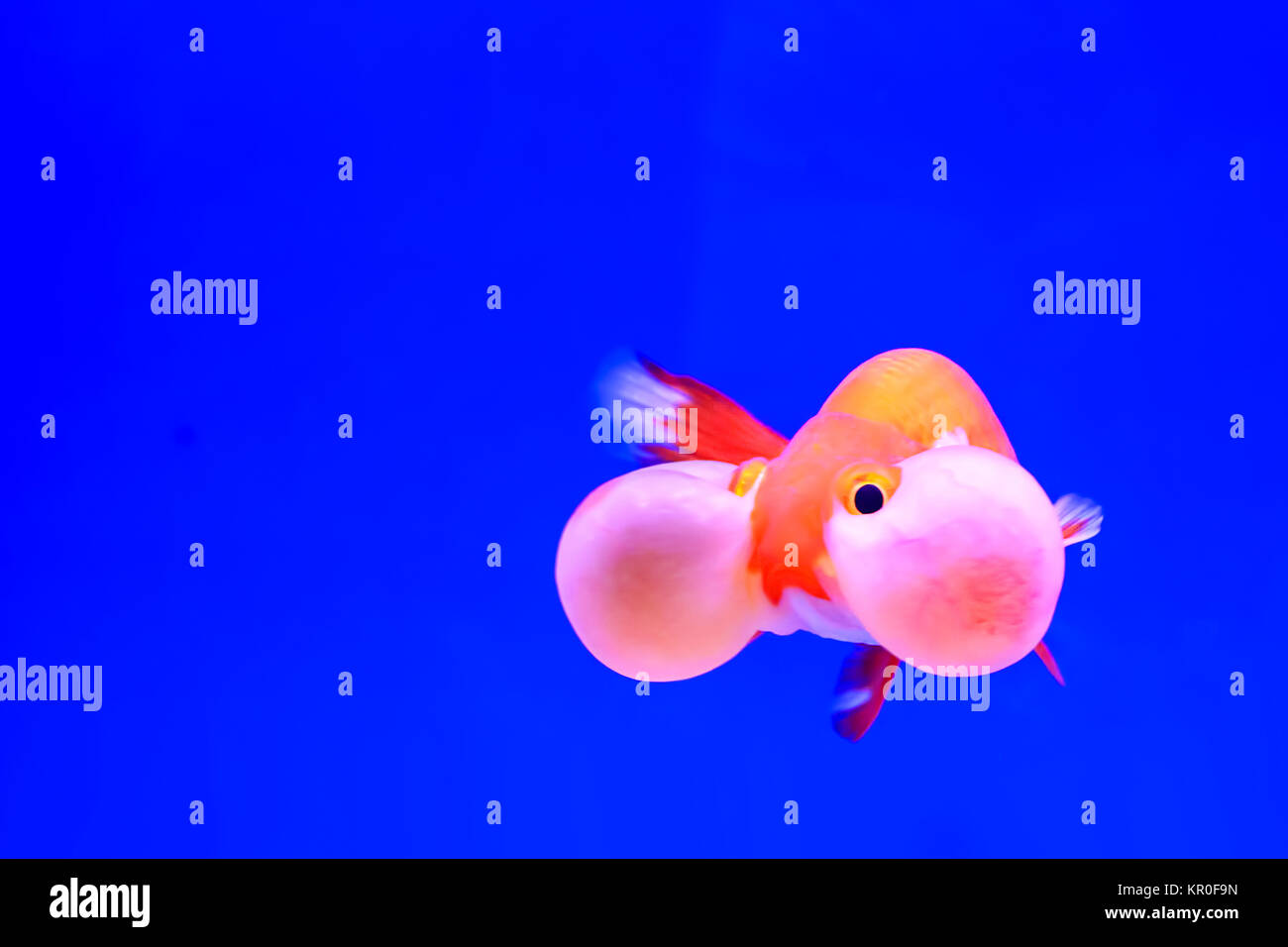 Golden jelly fish hi-res stock photography and images - Alamy