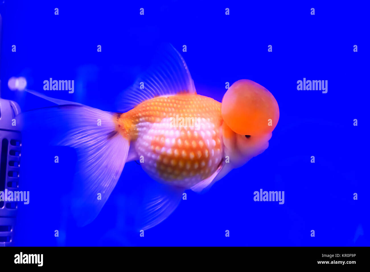 Golden jelly fish hi-res stock photography and images - Alamy