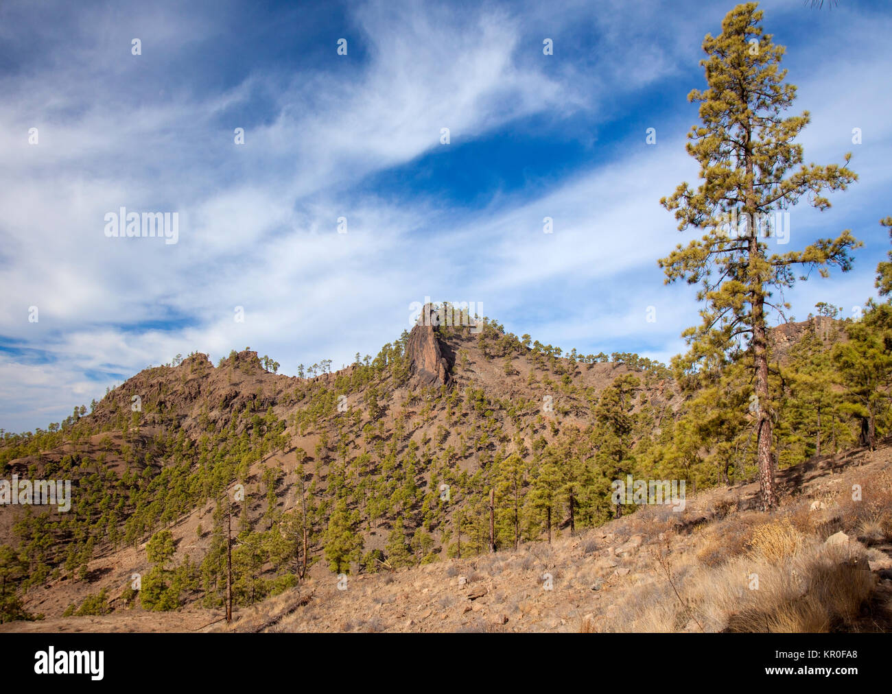 Inland Gran Canaria, Nature reserve Pajonales, sunny day in December ...