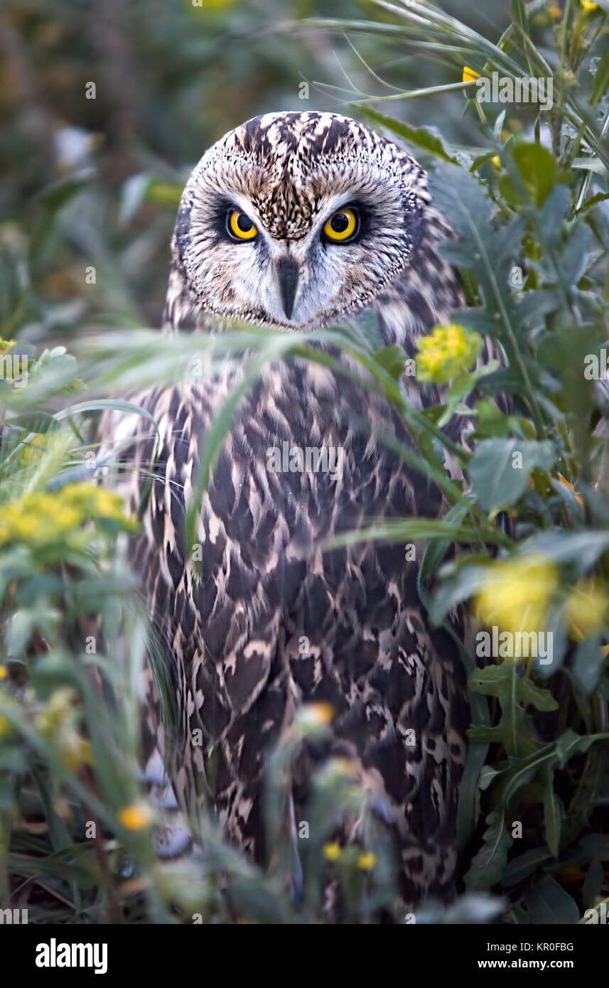 Short-eared Owl hide Stock Photo - Alamy