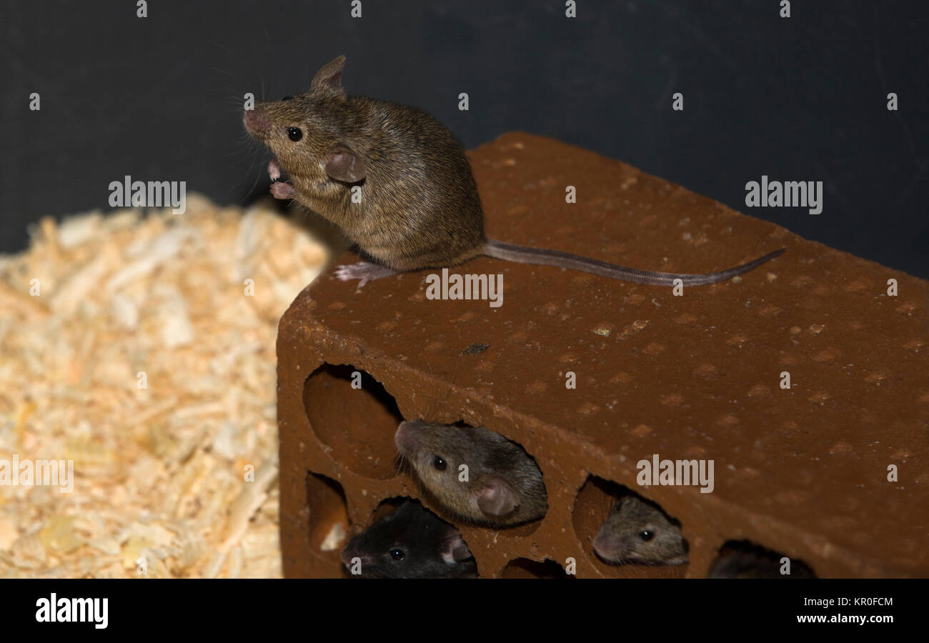 Mouse on brick Stock Photo - Alamy