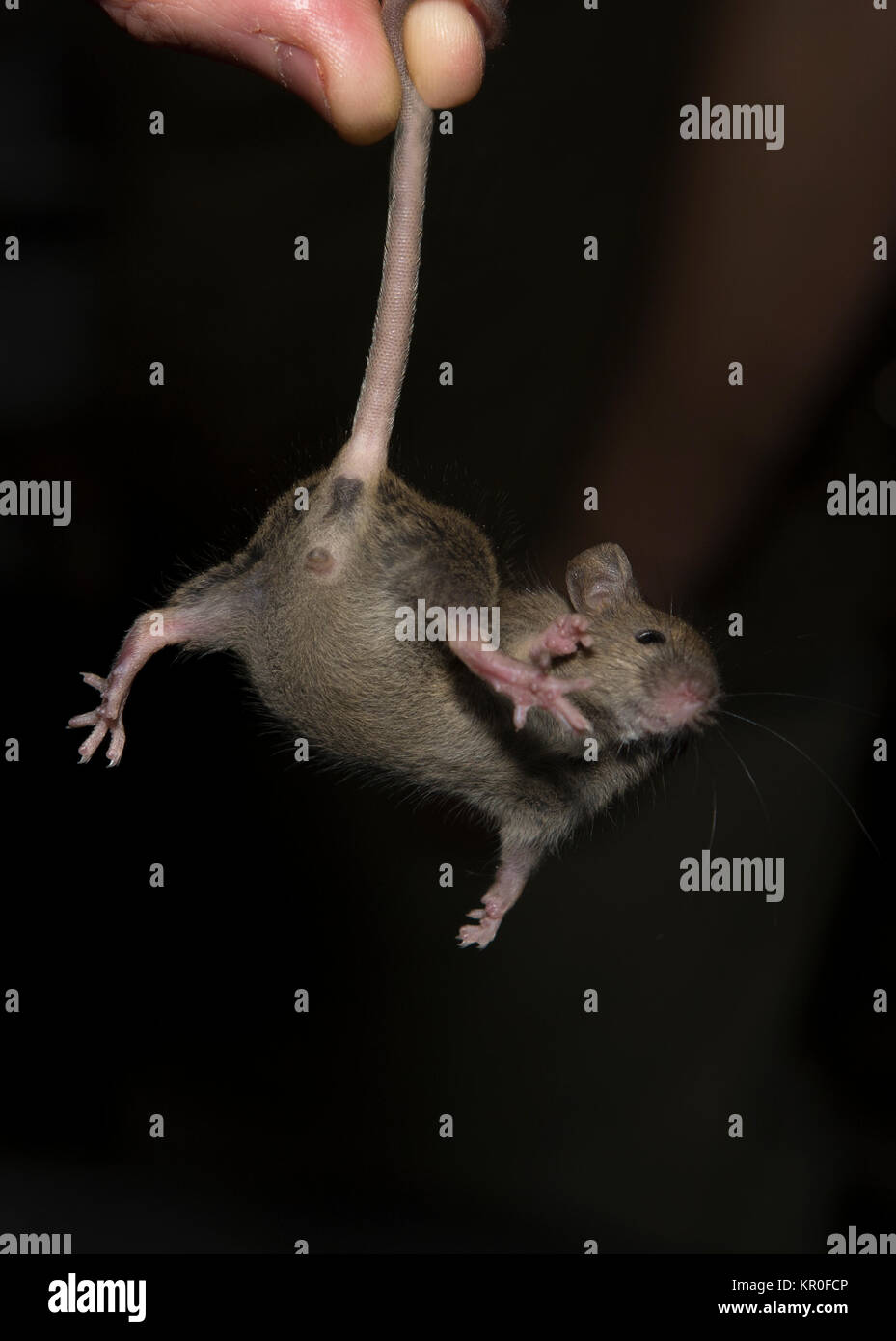 Mouse hold by the tail Stock Photo - Alamy