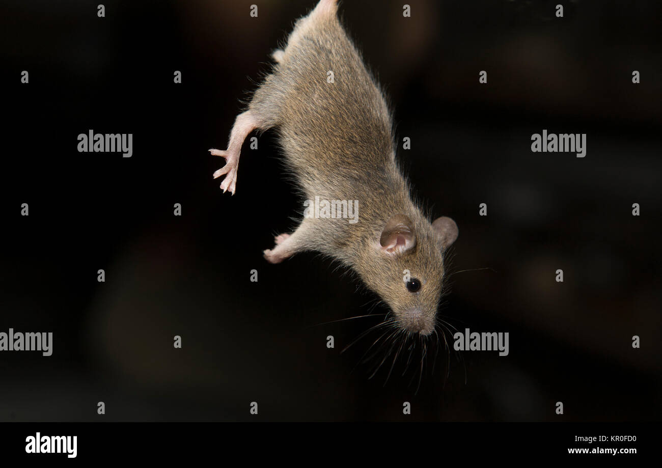 Hanging mouse hi-res stock photography and images - Alamy