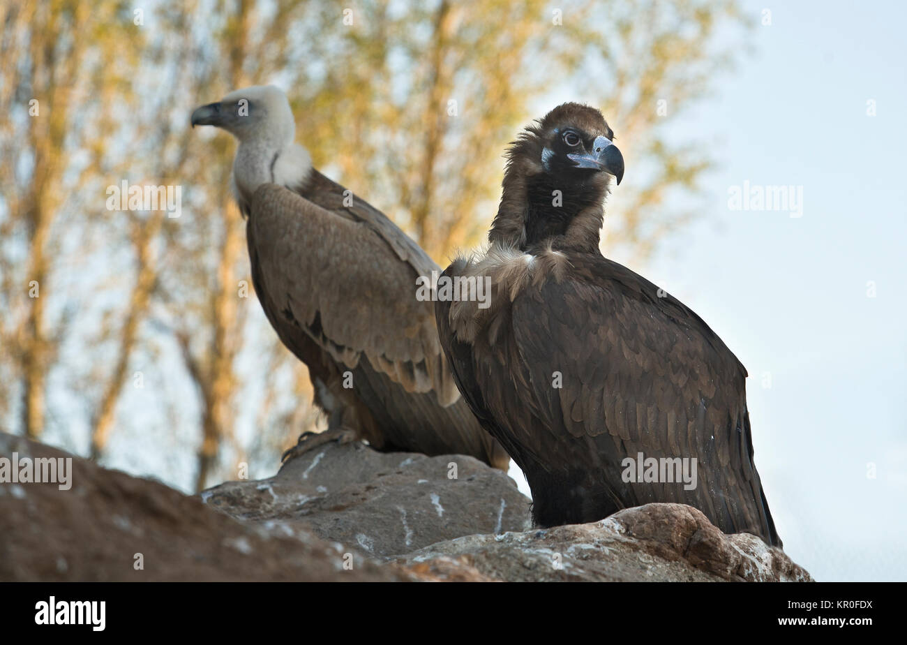 Griffons griffons griffons griffons birds hi-res stock photography and ...