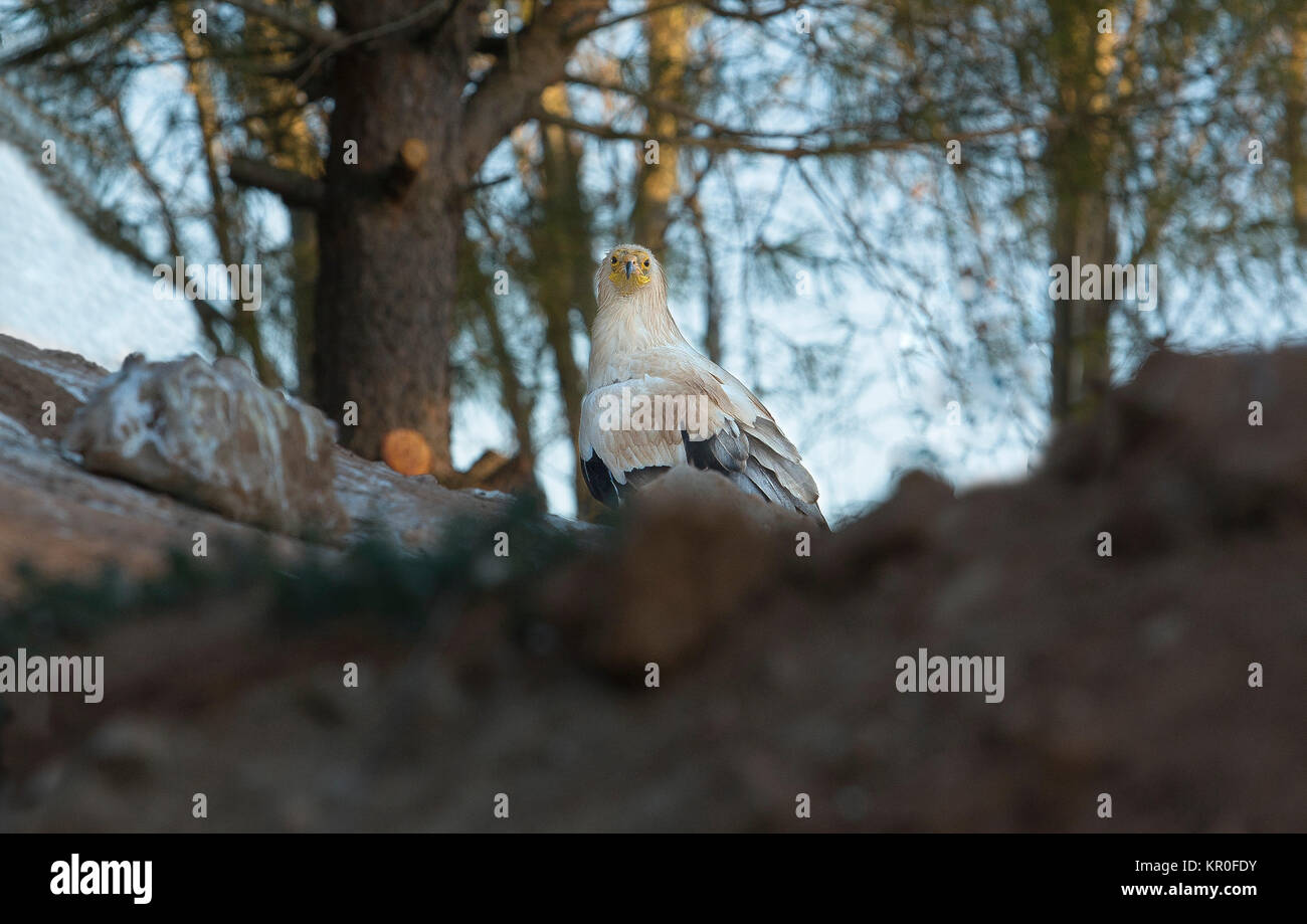 Egyptian Vulture leaning up Stock Photo - Alamy